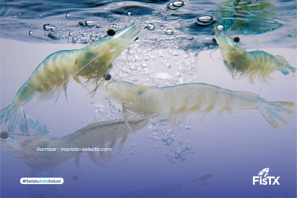 Budidaya Udang Vaname Dengan Kombinasi Probiotik, Prebiotik Dan Sinbiotik