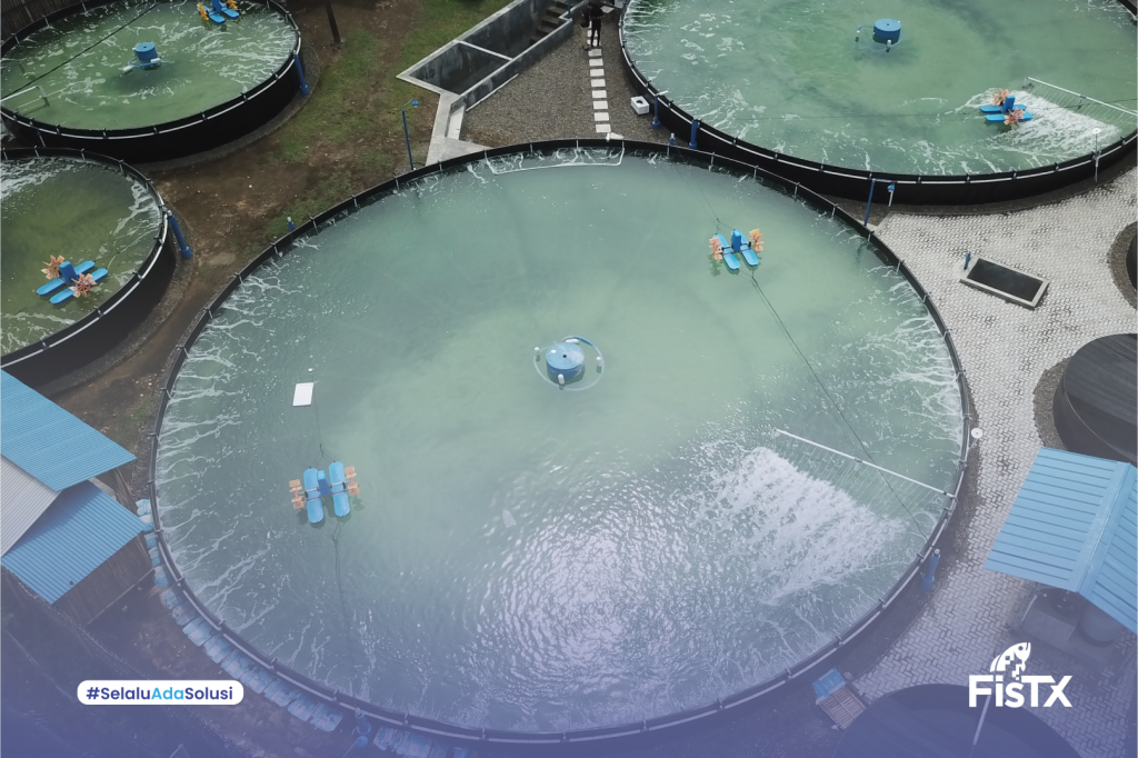 Kolam Bundar Udang Vaname, Jawaban Tantangan Budidaya Udang