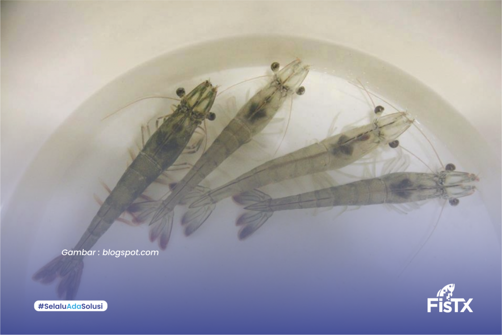 Bijak Memilih Pakan Dan Benur Udang, Bisa Pangkas Biaya Produksi