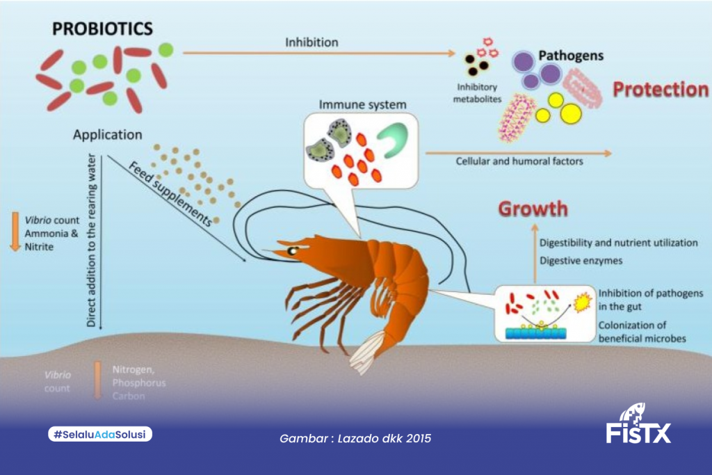 Probiotik Bacillus Untuk Peningkatan Produksi Udang Vaname