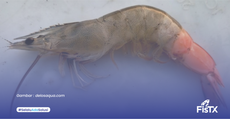 IMNV Disease: Characteristics, Prevention, and Treatment